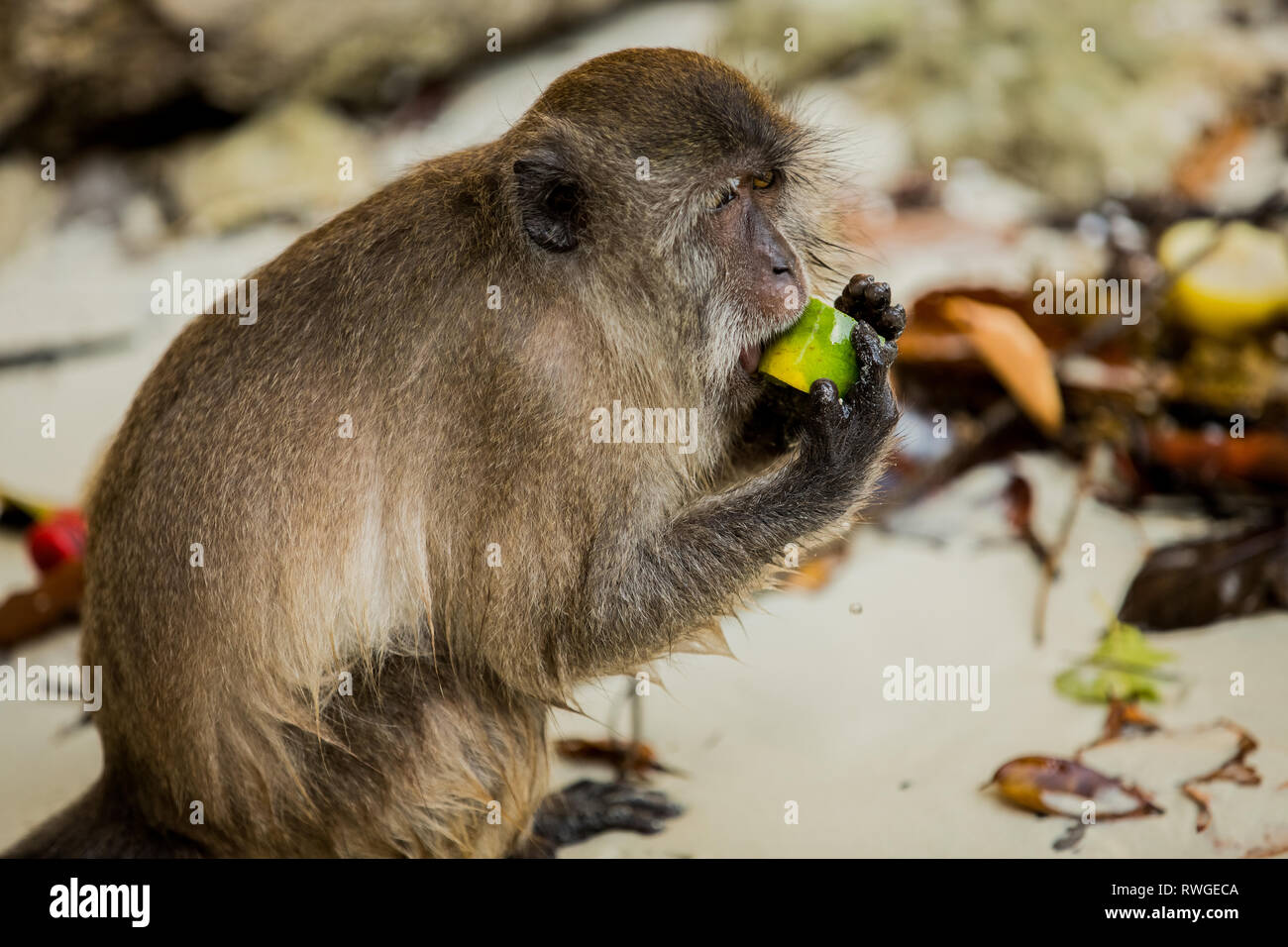 Monkeys at the beach hi-res stock photography and images - Alamy