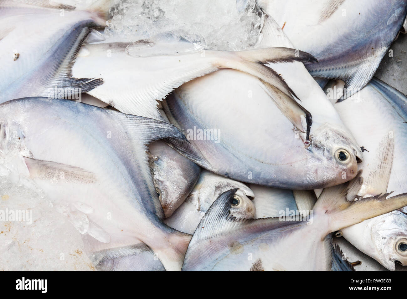 Pomfret fish hi-res stock photography and images - Alamy