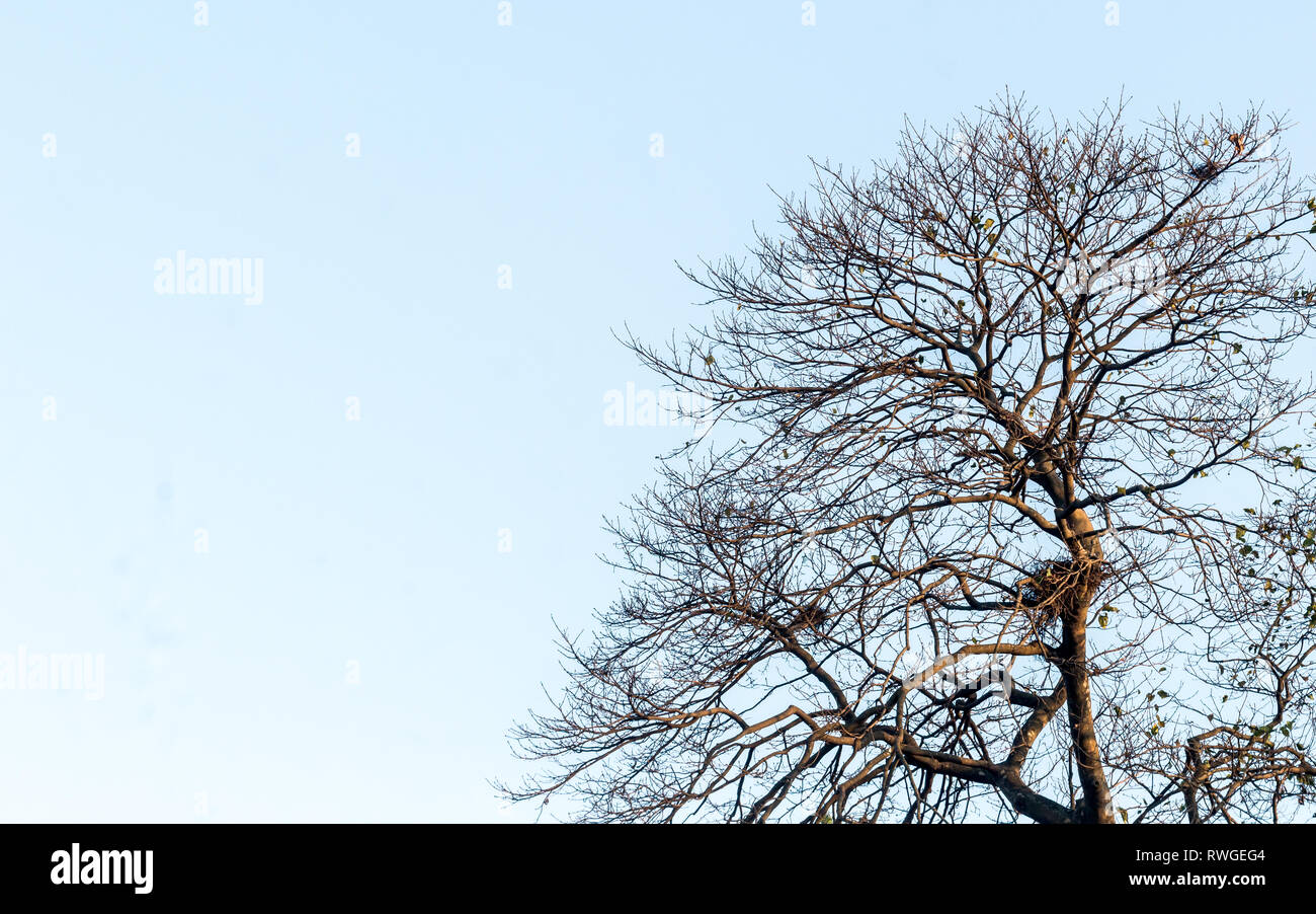Bare leafless dry dead branches isolated from background Stock Photo ...