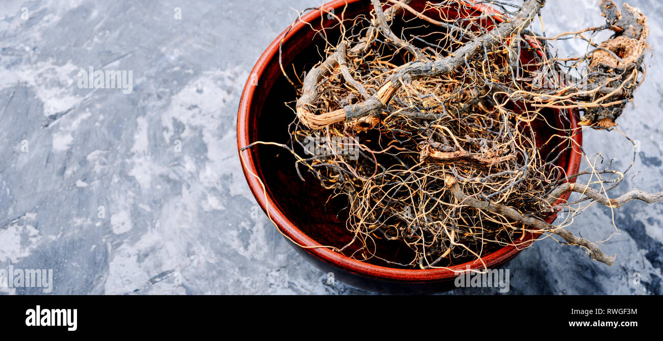 Maral root, medicinal plant of Siberian medicine.Dry roots Stock Photo ...