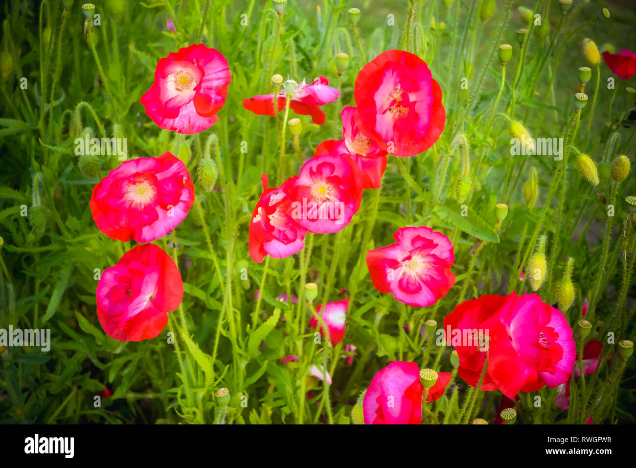 Petunia also called Siam Tulip flowering plants of South American ...