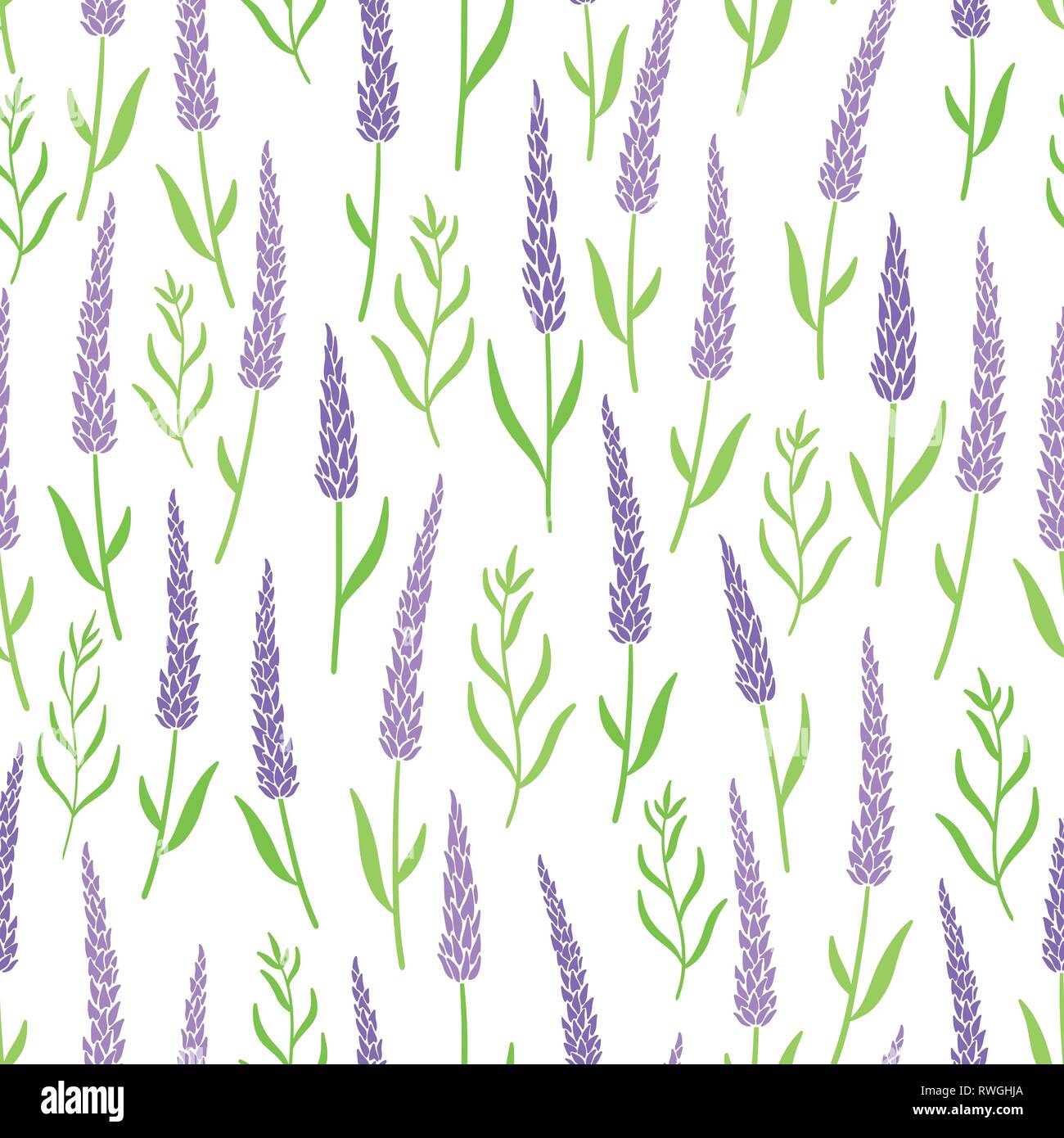 Lavender flowers seamless pattern. Vector illustration on white ...