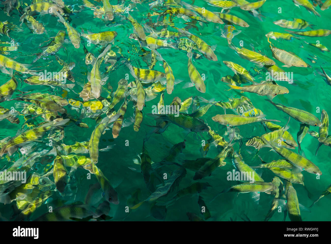 Fish in Thailand Stock Photo - Alamy