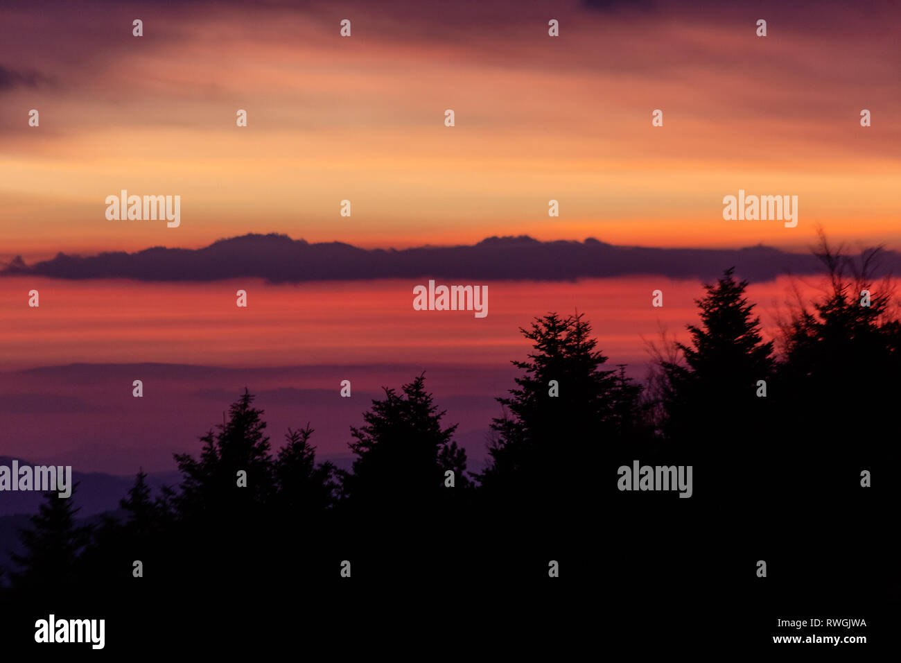 Abstract shapes suggestive of trees hi-res stock photography and images ...