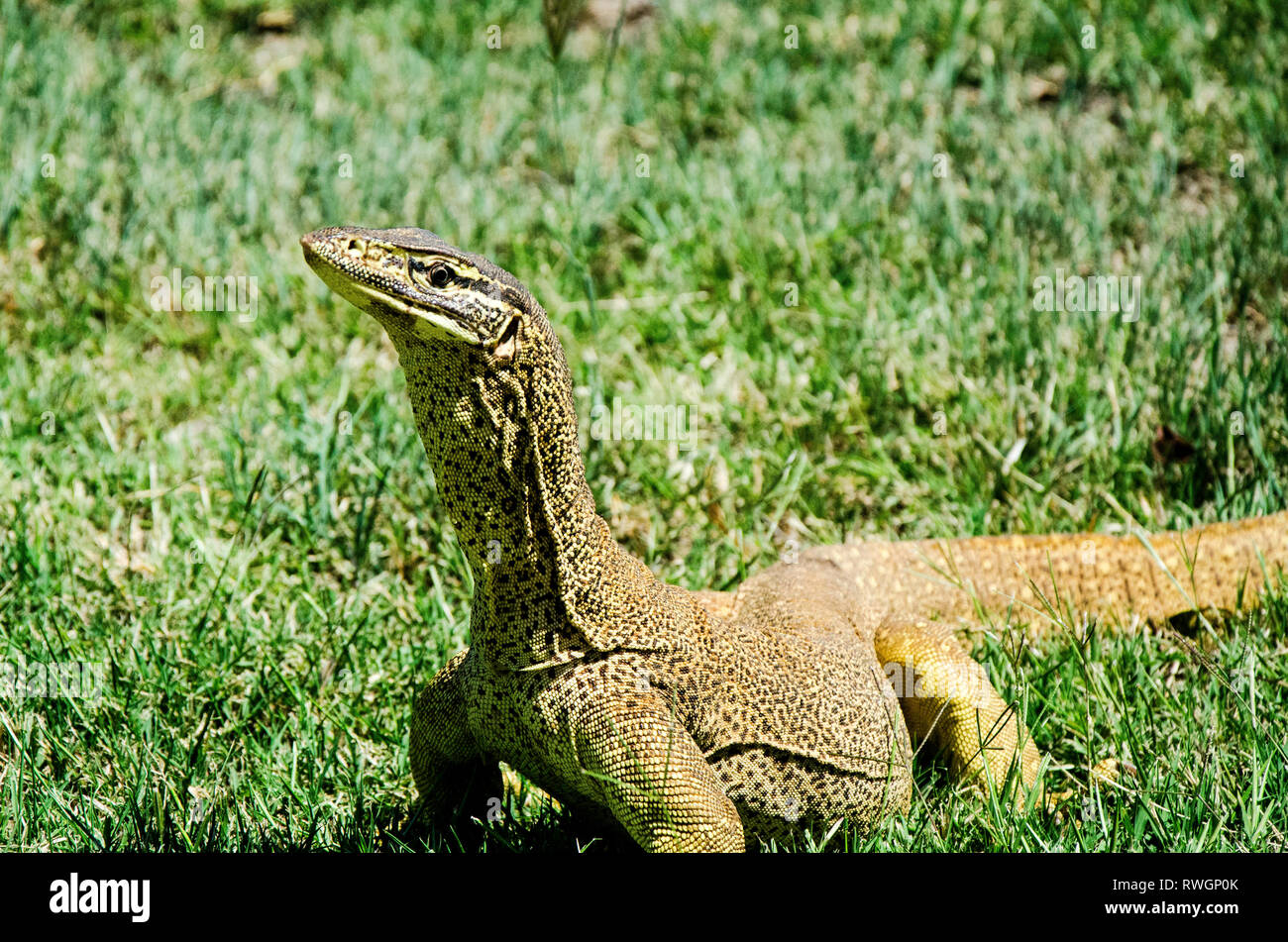 Lizard varanus gouldii hi-res stock photography and images - Alamy
