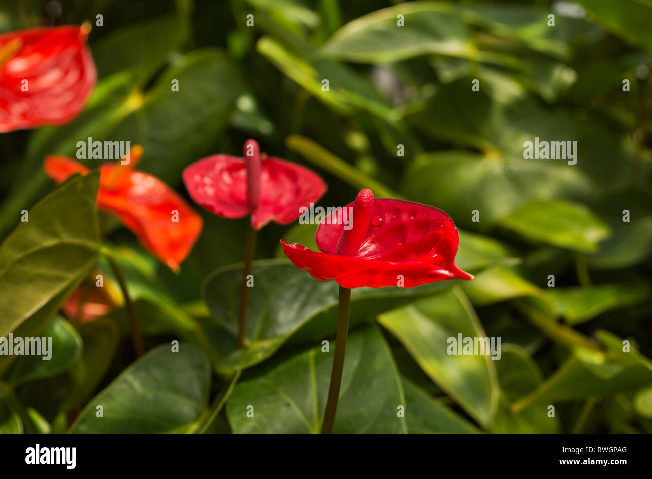 Anthurium species hi-res stock photography and images - Alamy