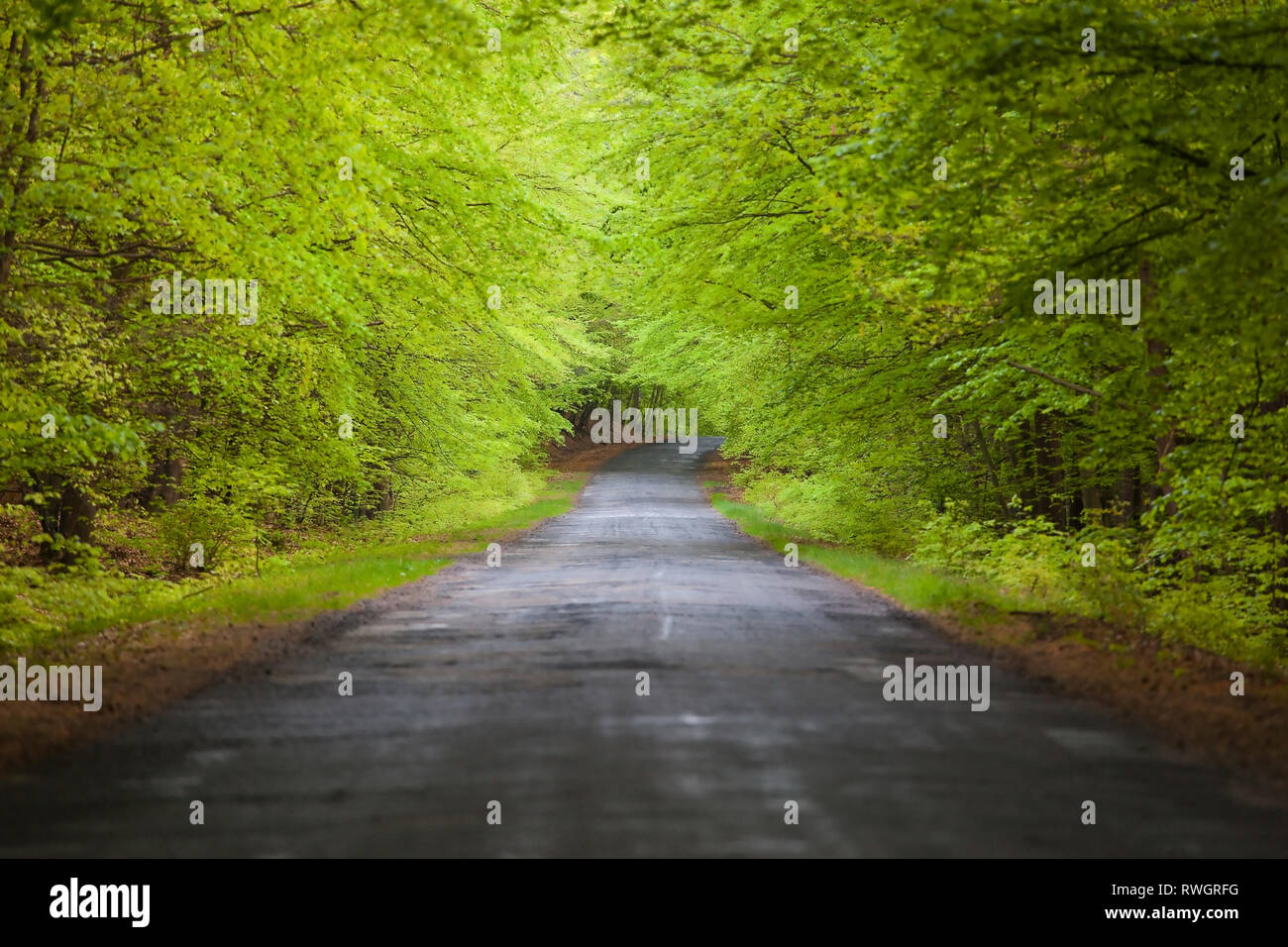old road in the tree tunnel - Poland Stock Photo - Alamy