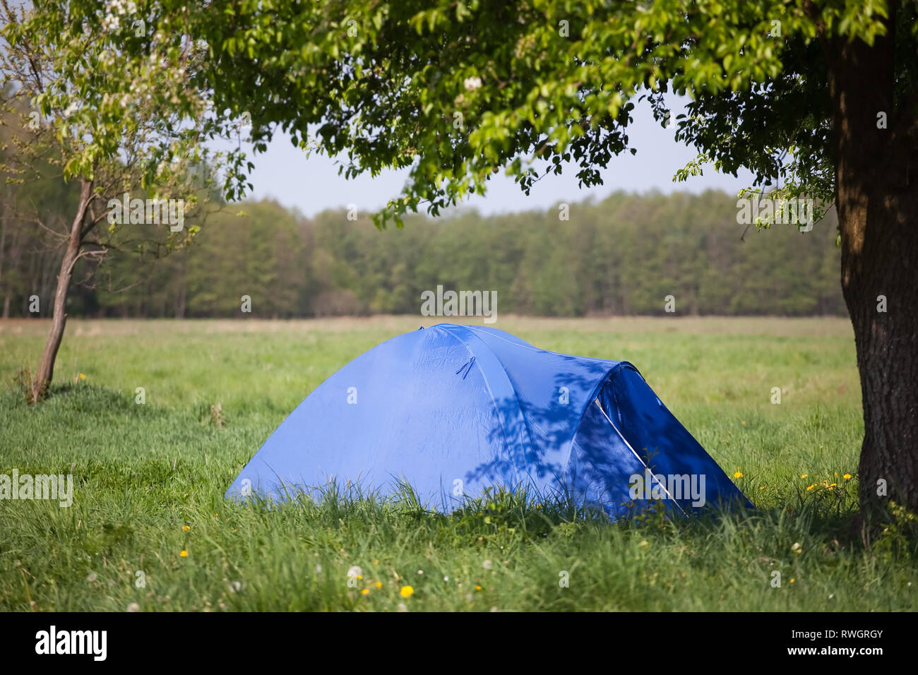 blue tent under the tree - summer landscape Stock Photo - Alamy