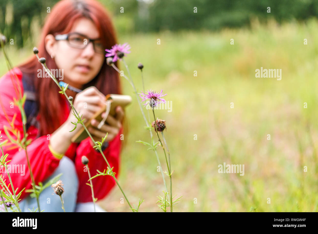 Thistle against background of girl Stock Photo - Alamy