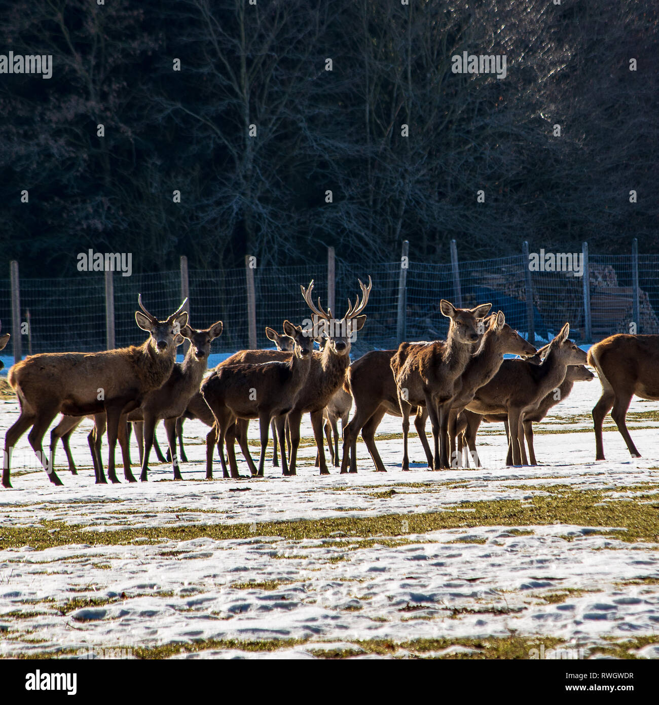 Deer with blue eyes hi-res stock photography and images - Alamy