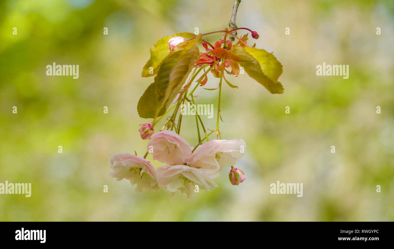 Closer look of the white flower hanging on the tree seen from the tip ...