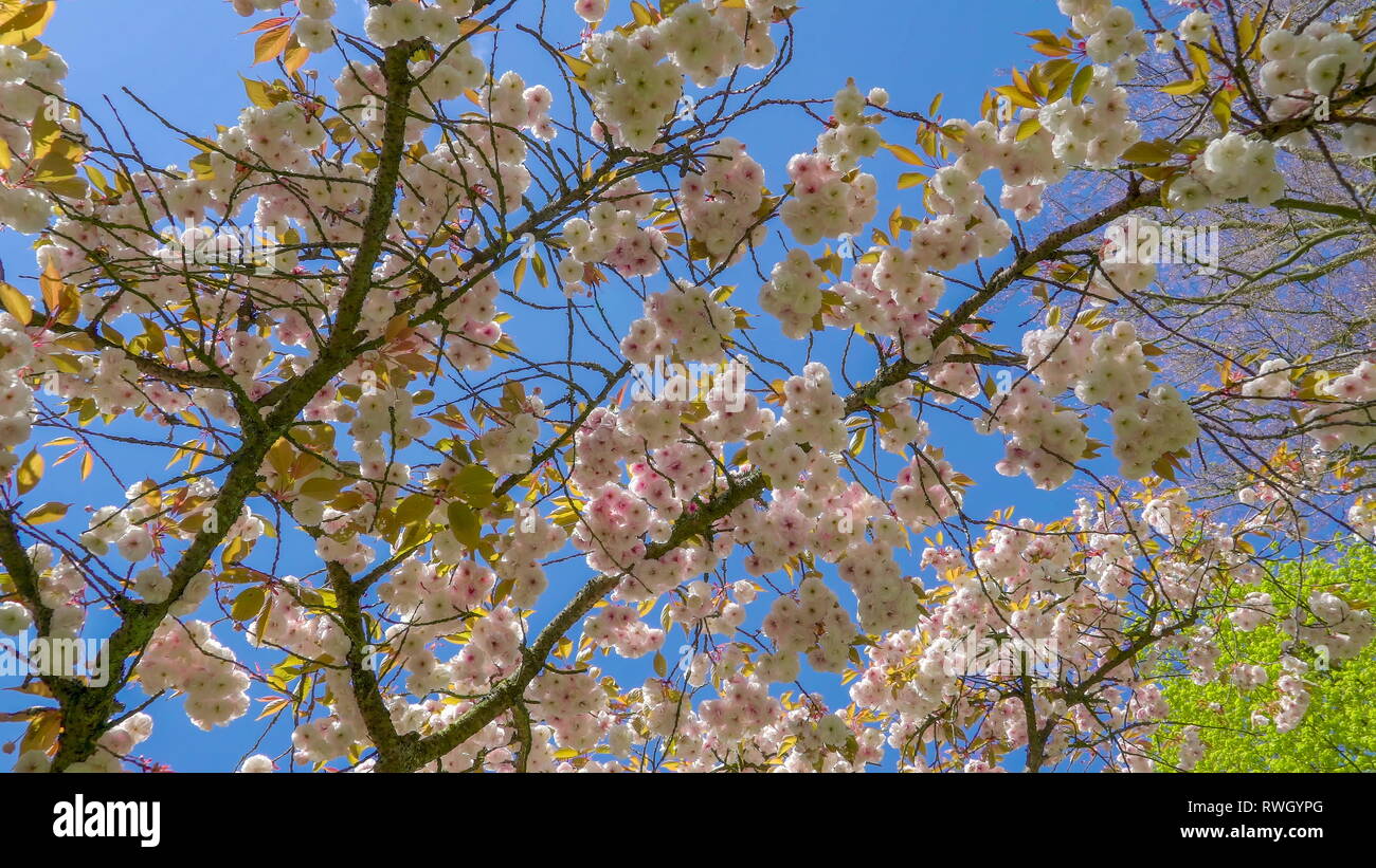 The cherry blossoms tree in the spring of Netherland the famous tree ...
