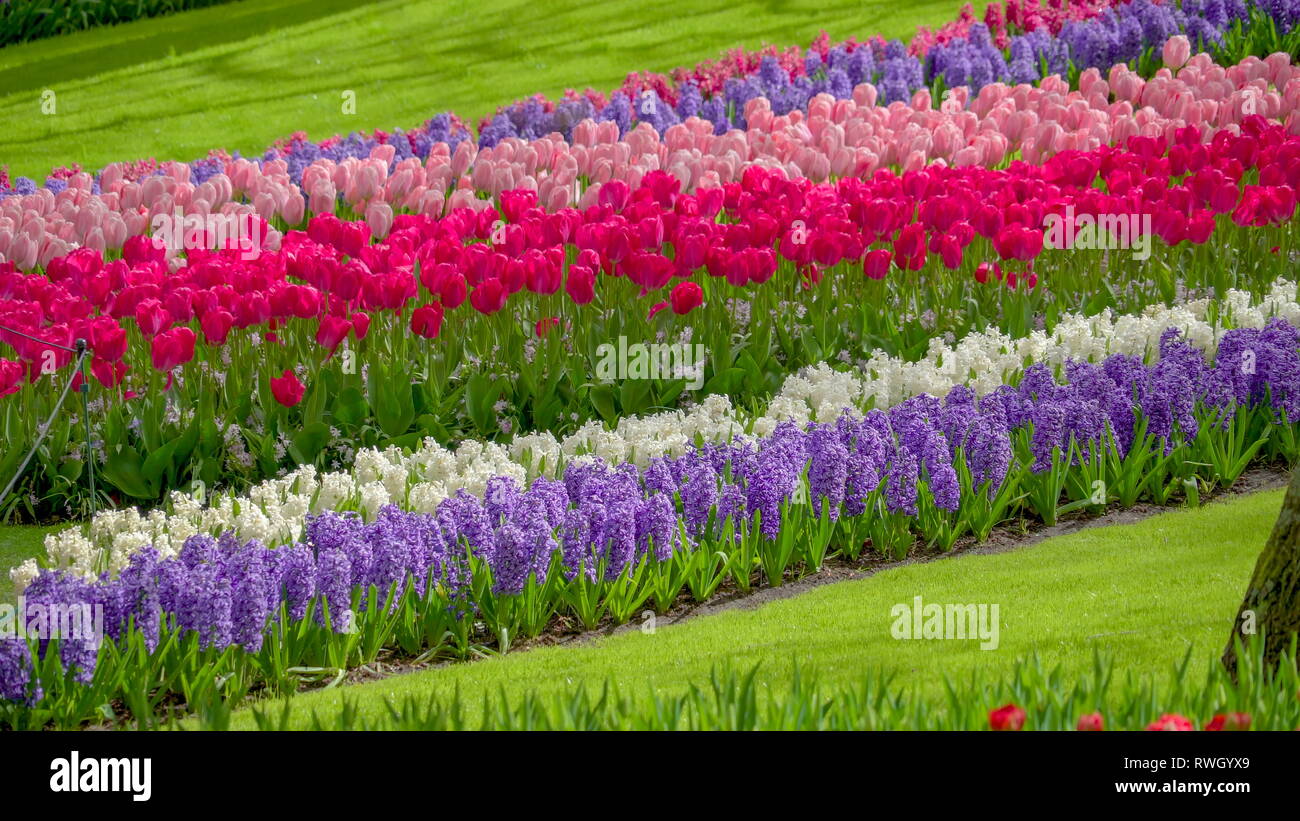 Lots of colorful tulips and flowers in the garden where all these fresh flowers blooms in a ...