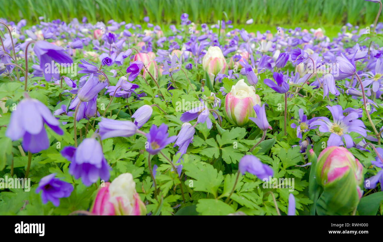 Long stalks of flowers hi-res stock photography and images - Alamy