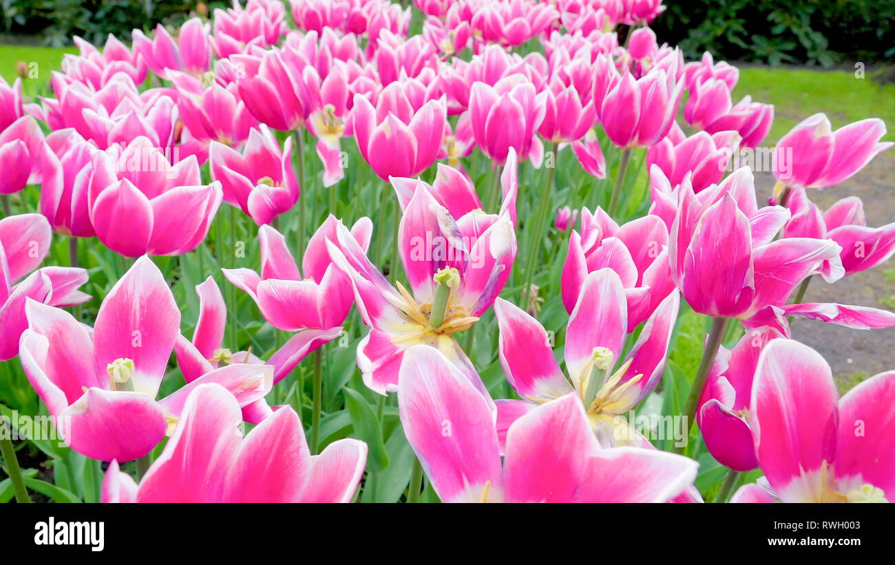 Fully bloomed pink flowers on the garden closer look of the misty ...