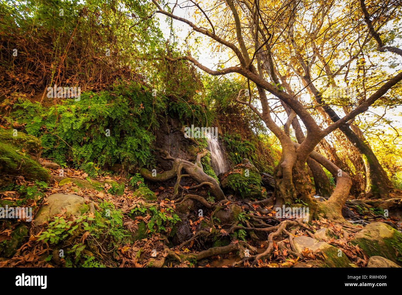 Snir river nature reserve Stock Photo - Alamy