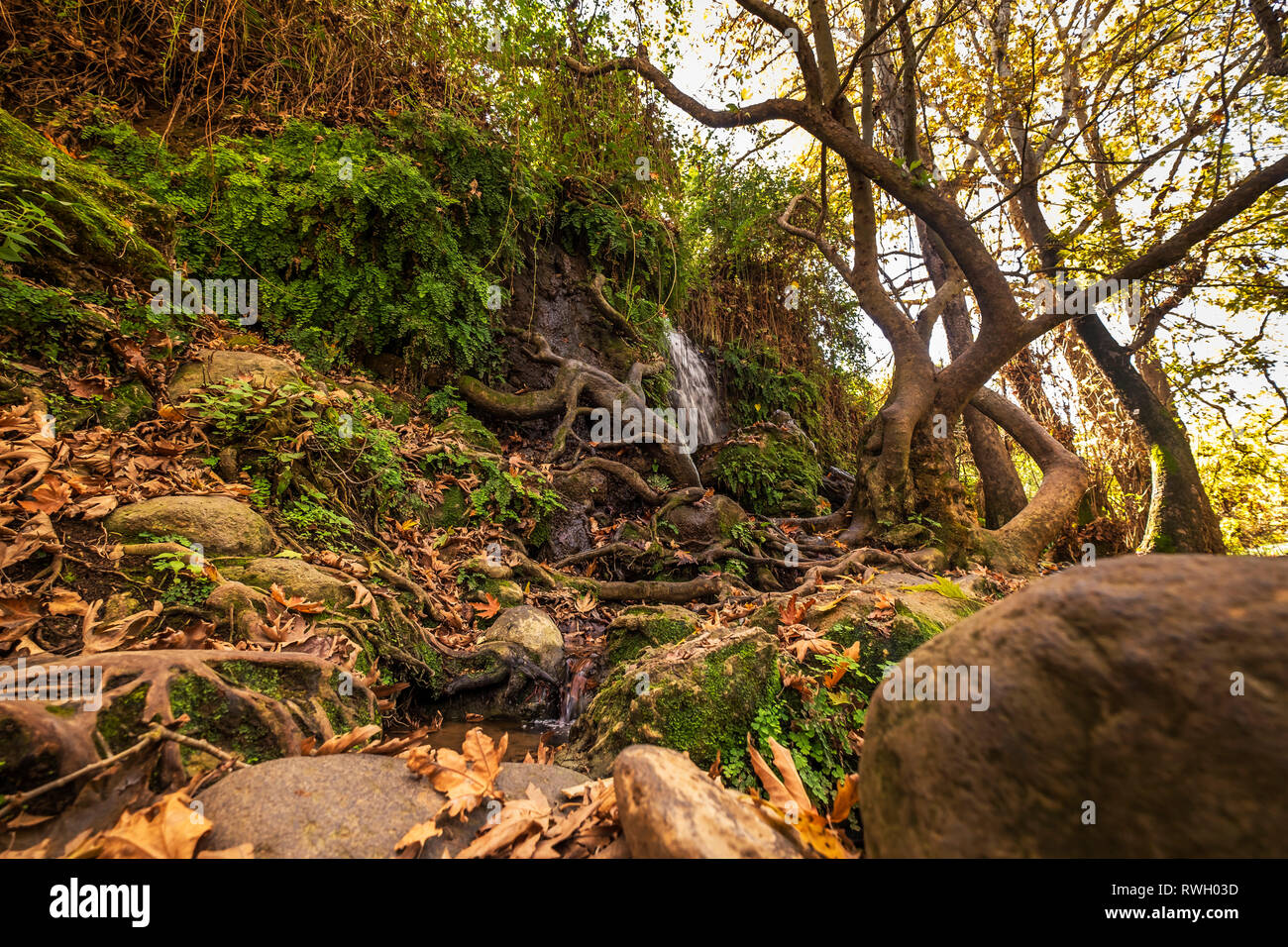 path on the forest, Snir river nature reserve Stock Photo - Alamy