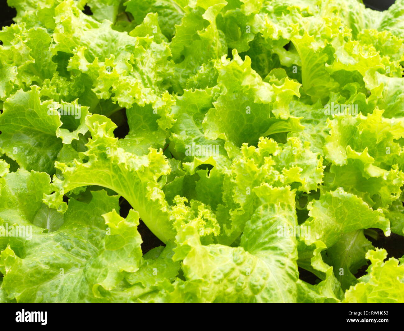 Close-up Green Leaf Lettuce from Countryside Farm with Natural Light in ...