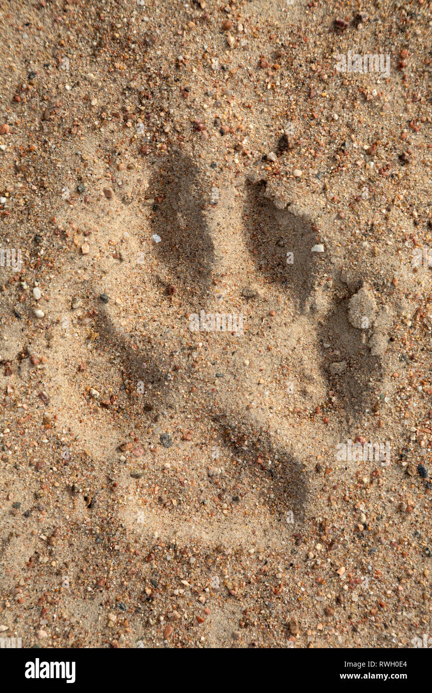 Wolf Footprint High Resolution Stock Photography and Images - Alamy
