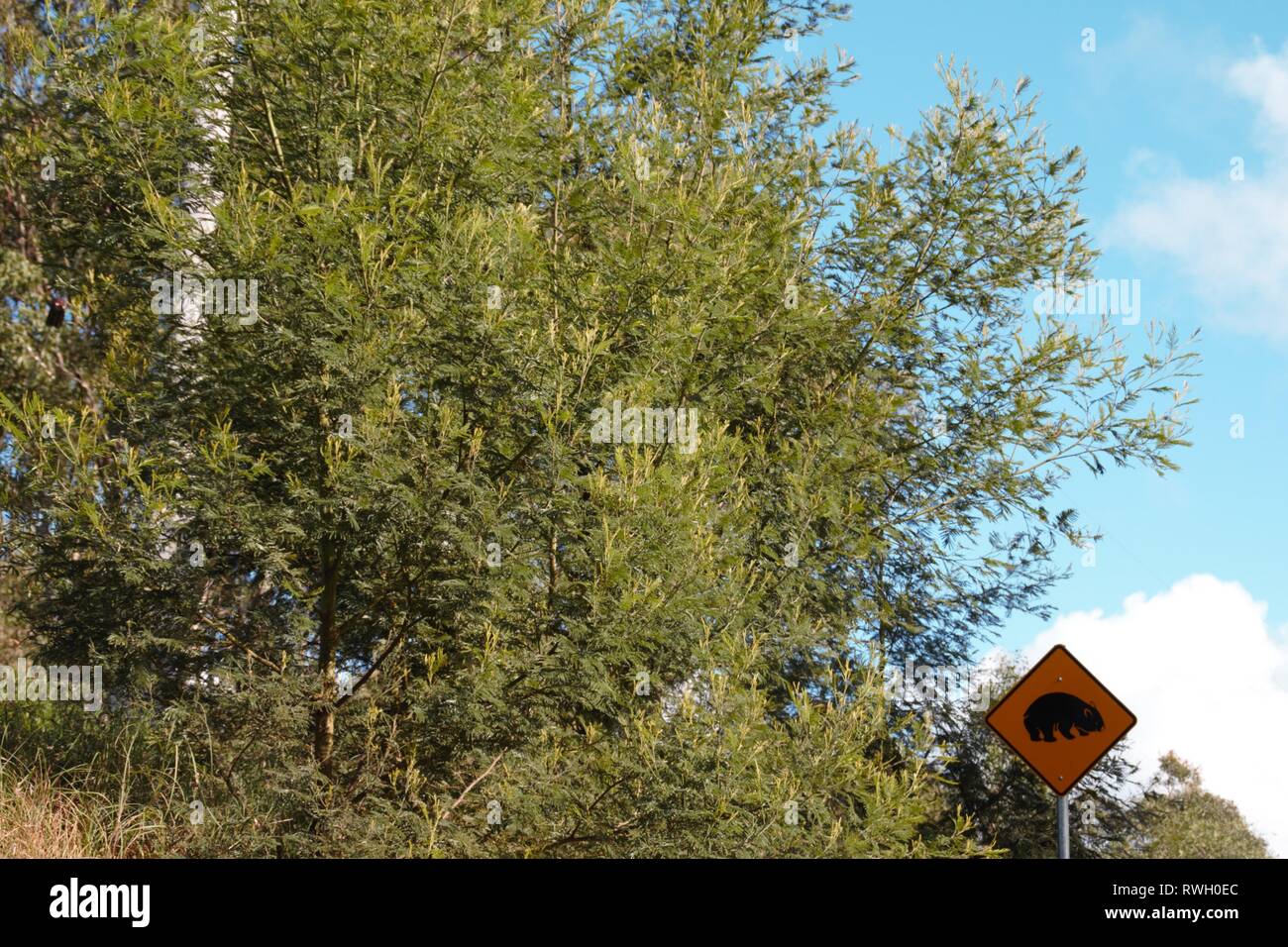 Big trees with a traffic sign in Australia Stock Photo - Alamy