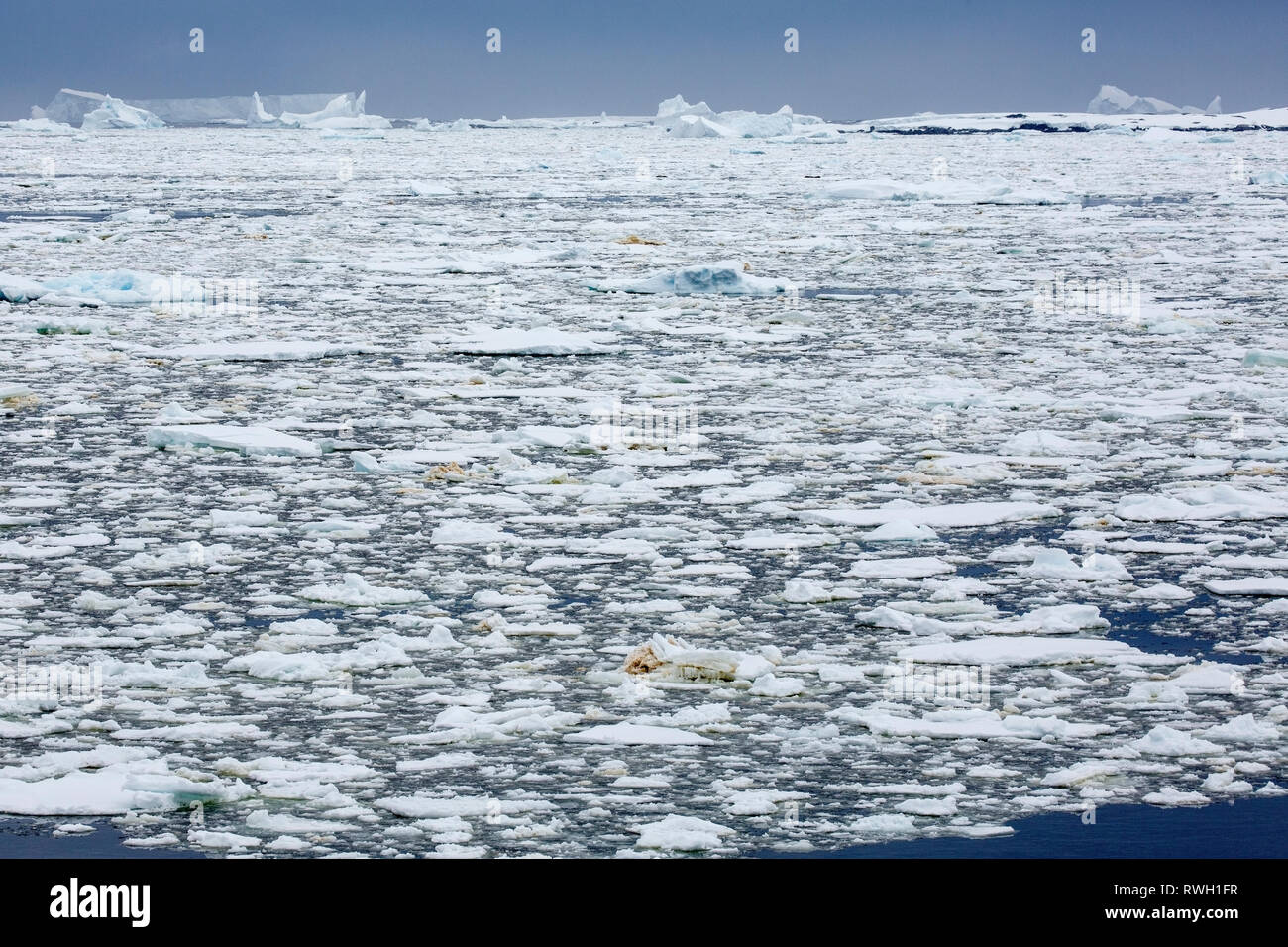 Brash ice, Vernadsky station, Antarctica 24 January 2019 Stock Photo ...