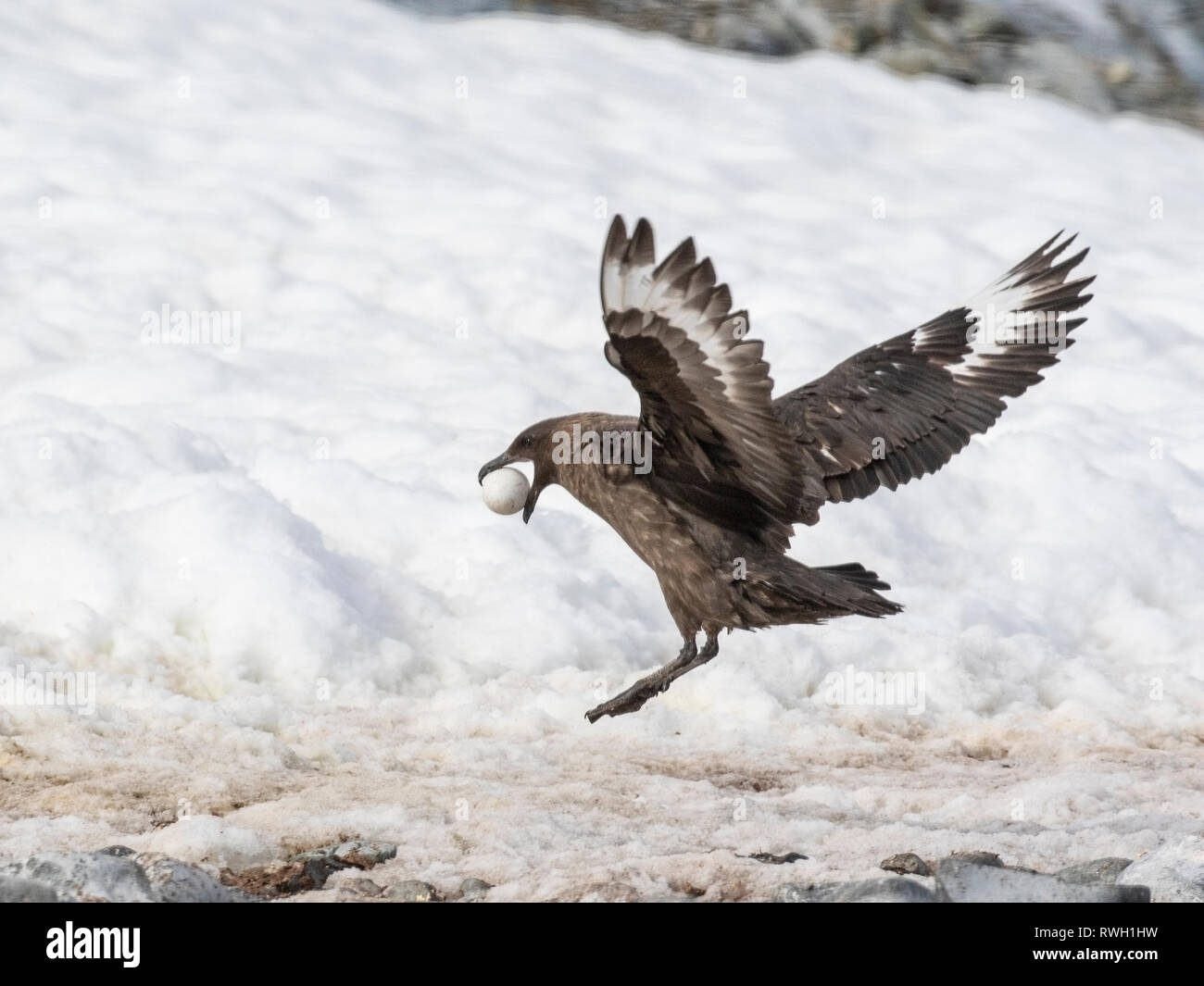 Antarctic skua stealing and feeding on penguin egg, Antarctica Stock ...