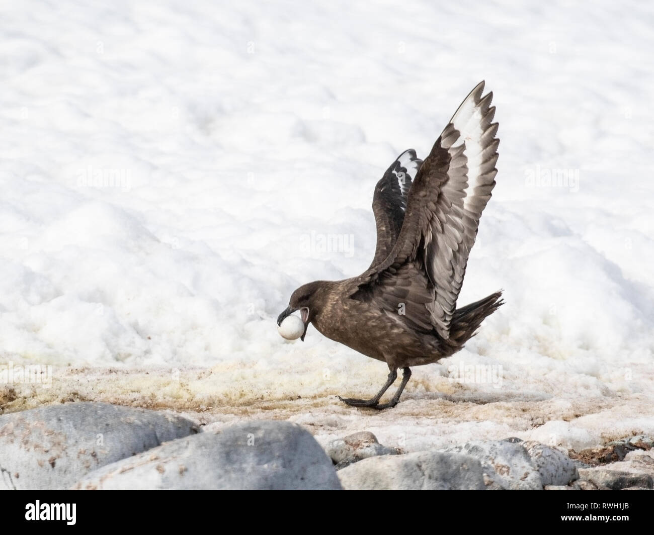 Antarctic skua stealing and feeding on penguin egg, Antarctica Stock ...