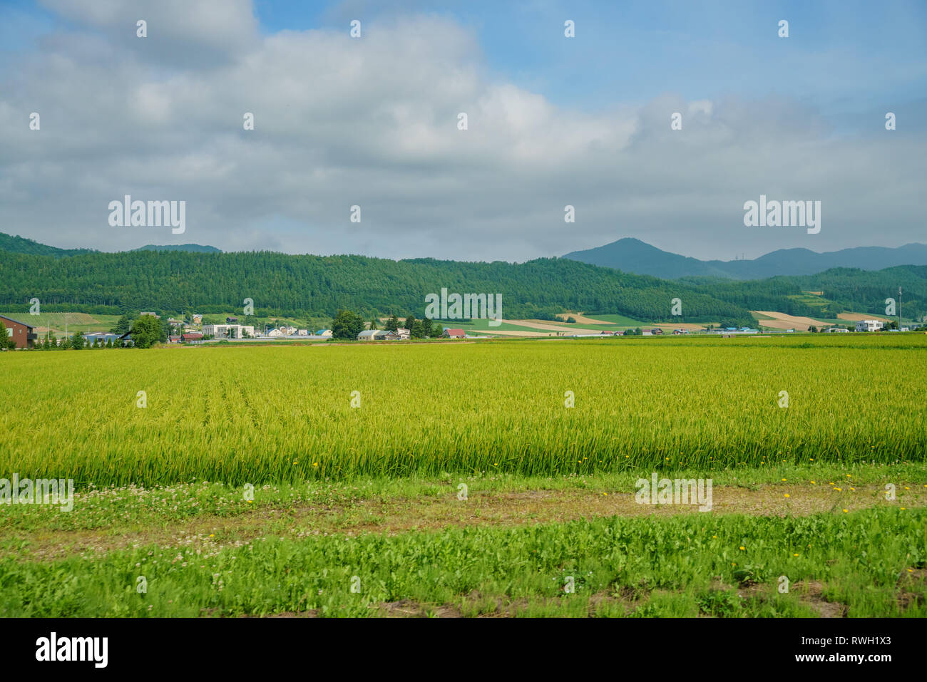 Morning sunny rural landscape with corn farm at Hokkaido, Japan Stock ...