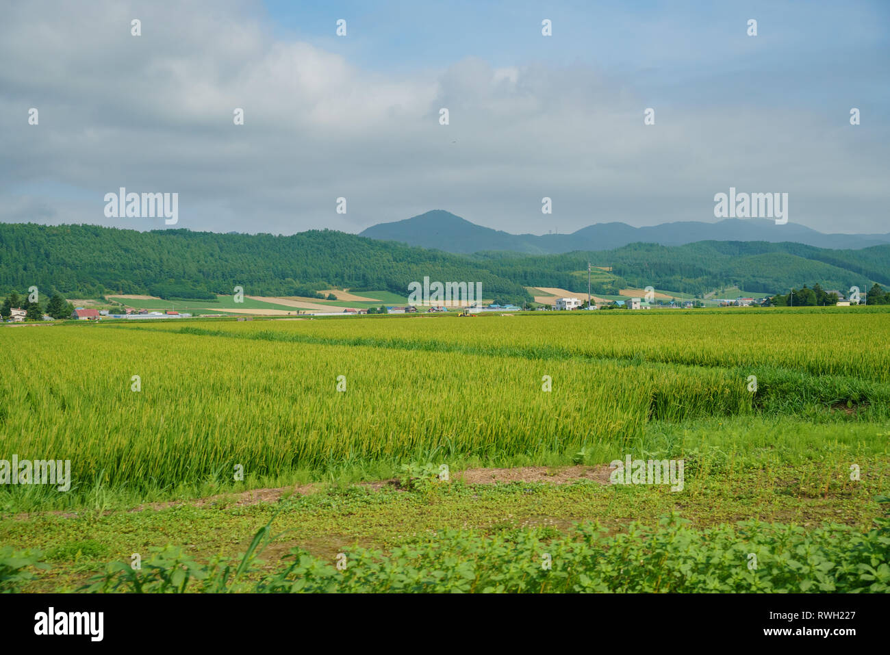Morning sunny rural landscape with corn farm at Hokkaido, Japan Stock ...