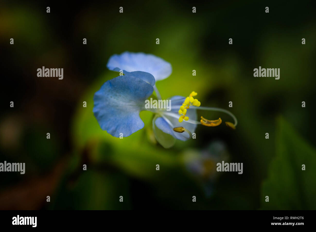 Blue flowers in spring Stock Photo - Alamy