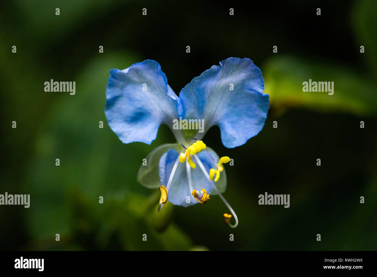 Blue flowers in spring Stock Photo - Alamy