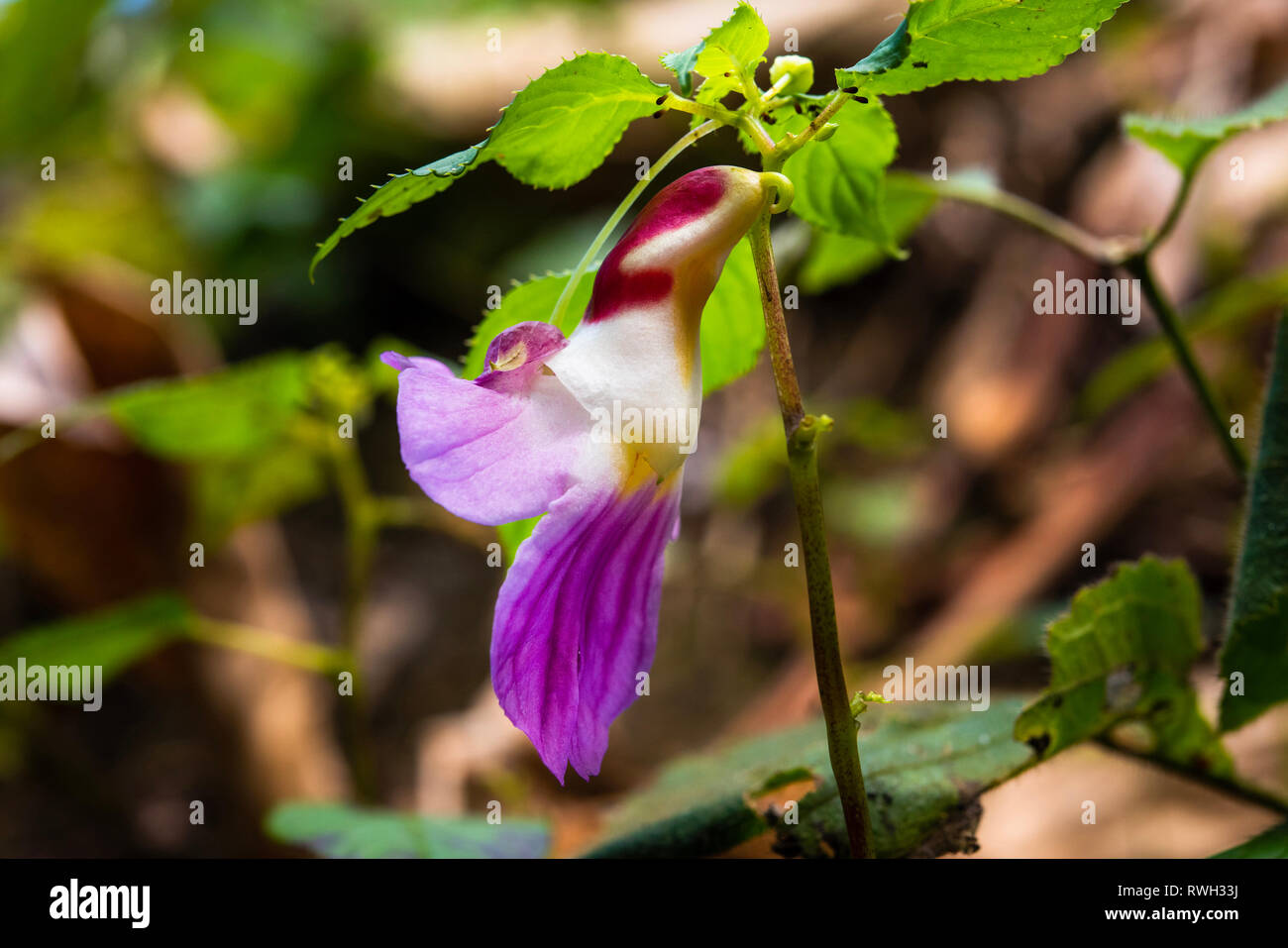 Orchids that are shaped like a parrot Stock Photo - Alamy