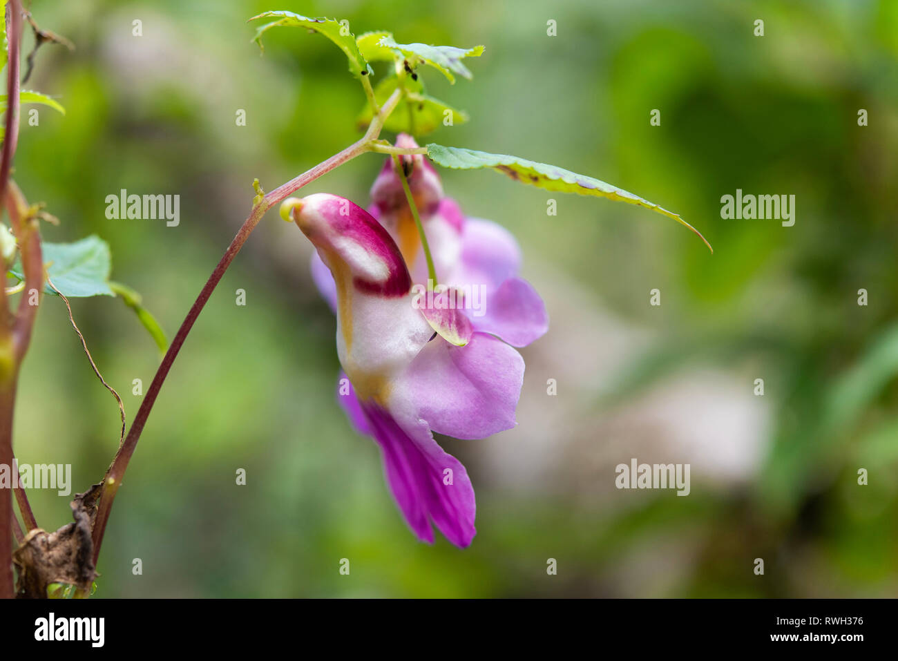 Orchids that are shaped like a parrot Stock Photo - Alamy