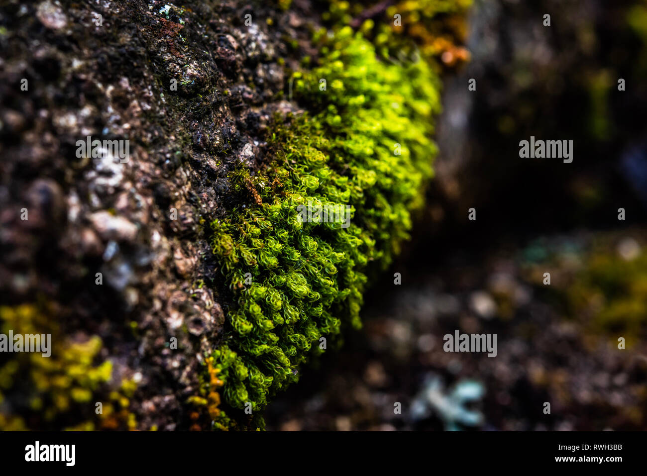 Tropical Rainforest Tree Moss Stock Photos & Tropical Rainforest Tree ...