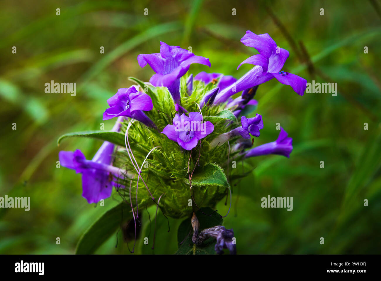 Blue flowers in spring Stock Photo - Alamy