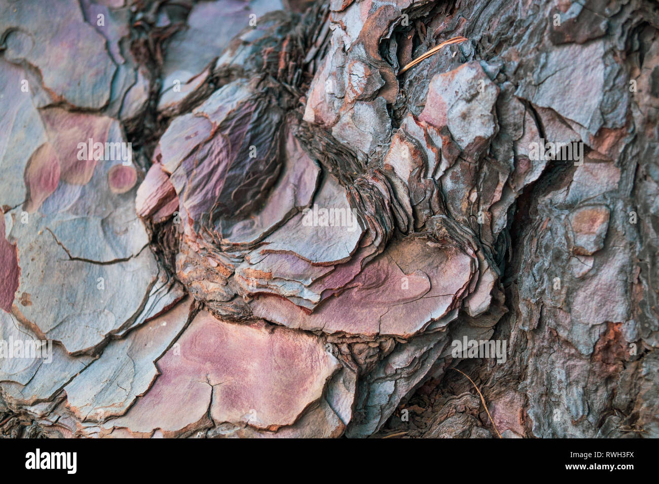 Tree Pine Bark close up as textured layered effect and background image ...