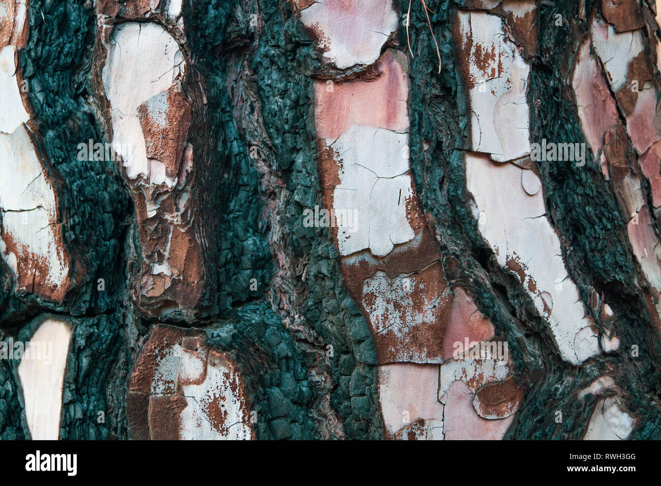 Tree Pine Bark close up as textured layered effect and background image ...