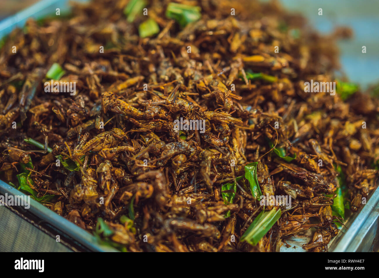Fried insects, Bugs fried on Street food in thailand Stock Photo - Alamy