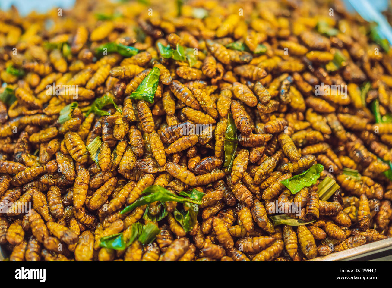 Fried insects, Bugs fried on Street food in thailand Stock Photo - Alamy