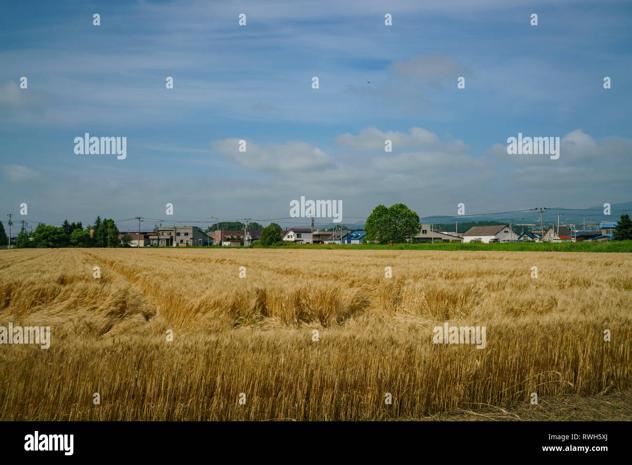 Morning sunny rural landscape with wheat farm at Hokkaido, Japan Stock ...