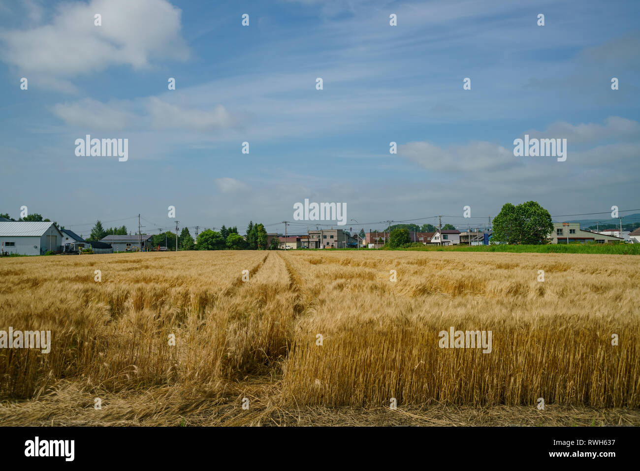 Morning sunny rural landscape with wheat farm at Hokkaido, Japan Stock ...