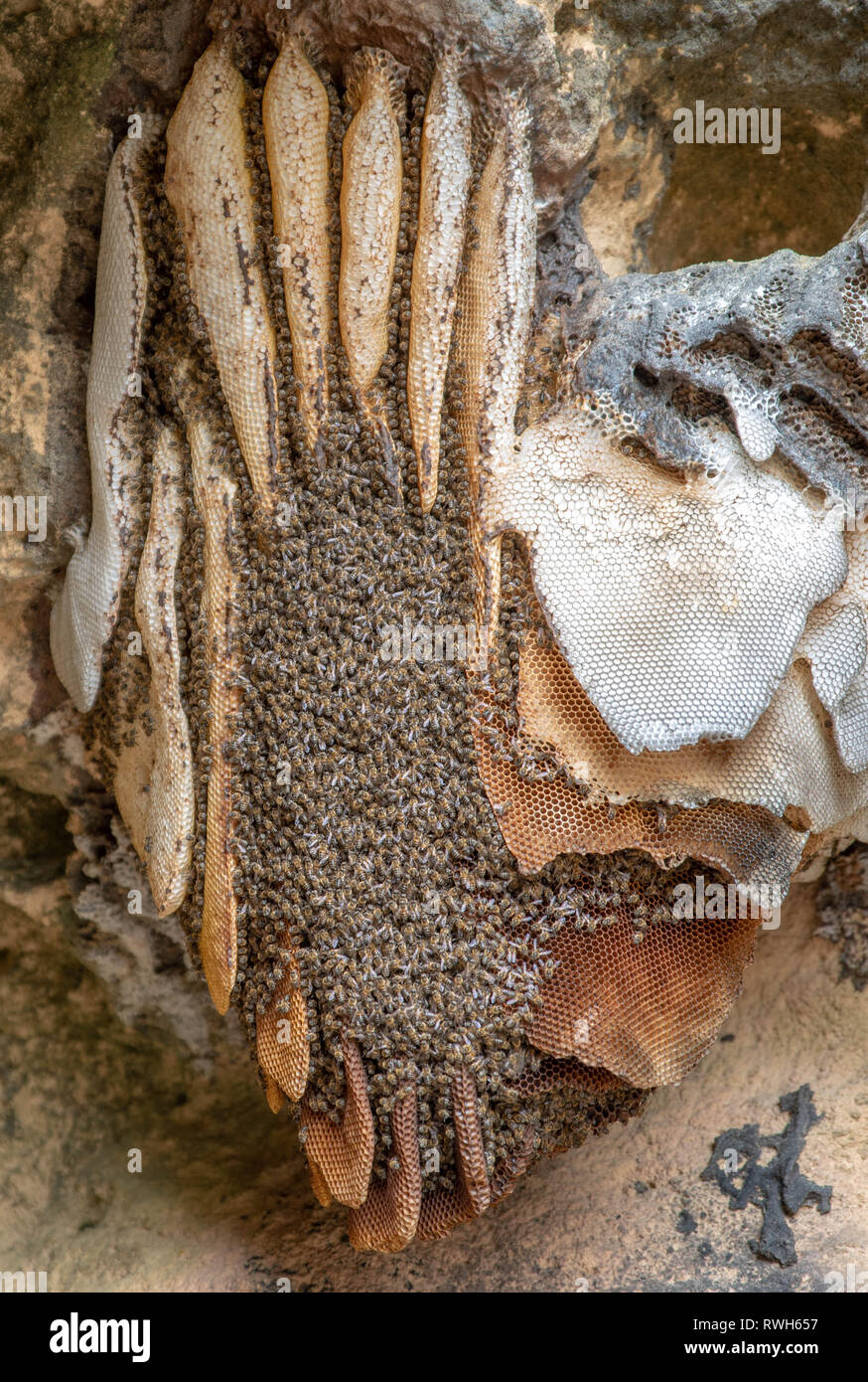 Bees in beehive making honey hi-res stock photography and images - Alamy