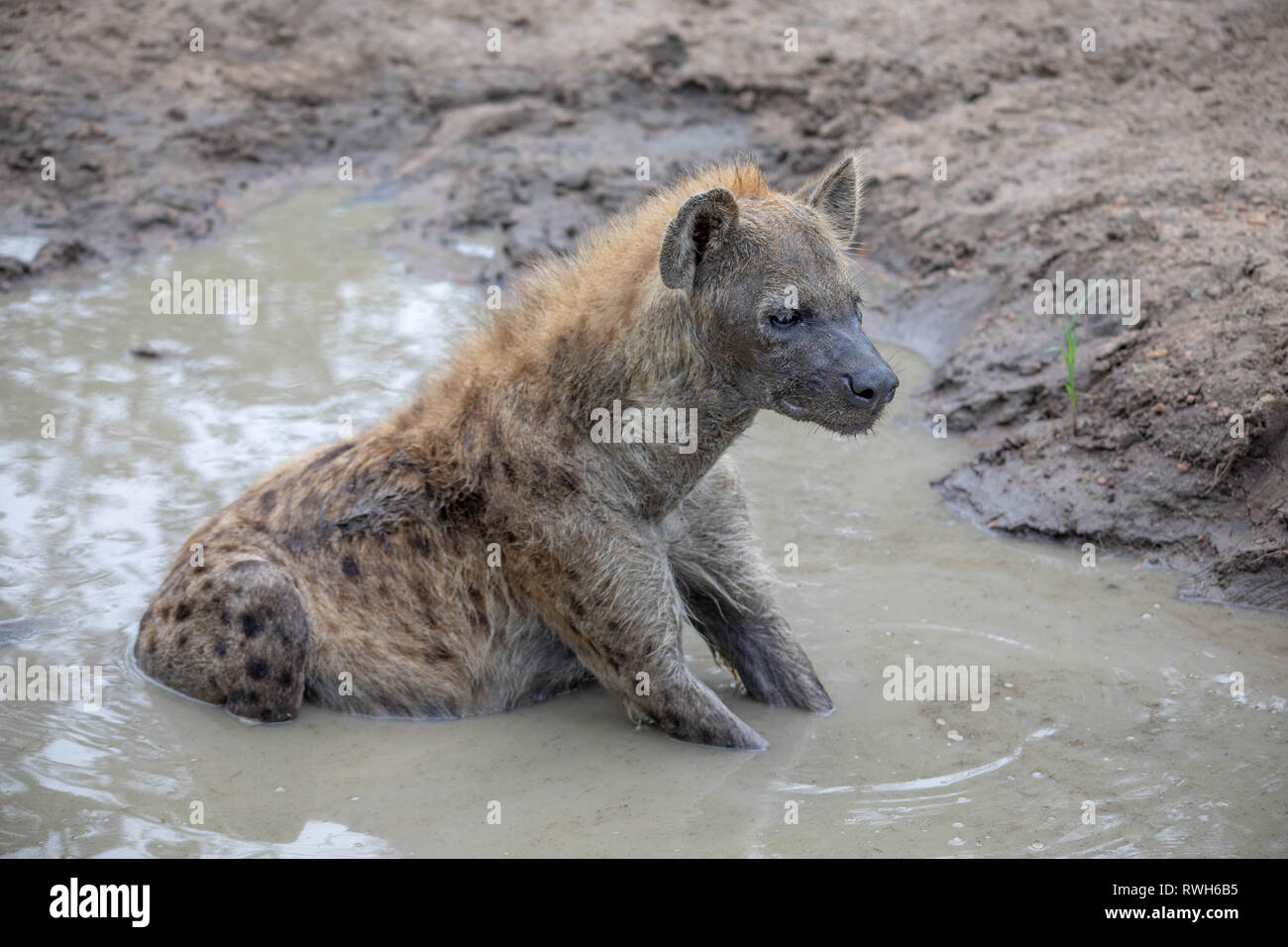 Hyena resting in water hi-res stock photography and images - Alamy