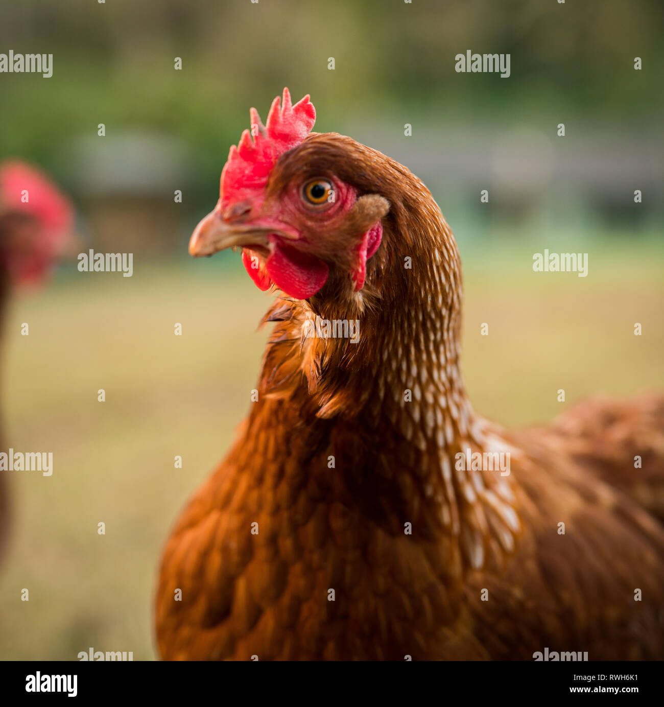 Gingernut Hen - Rhode Island Red Chicken crossed with a Light Sussex ...