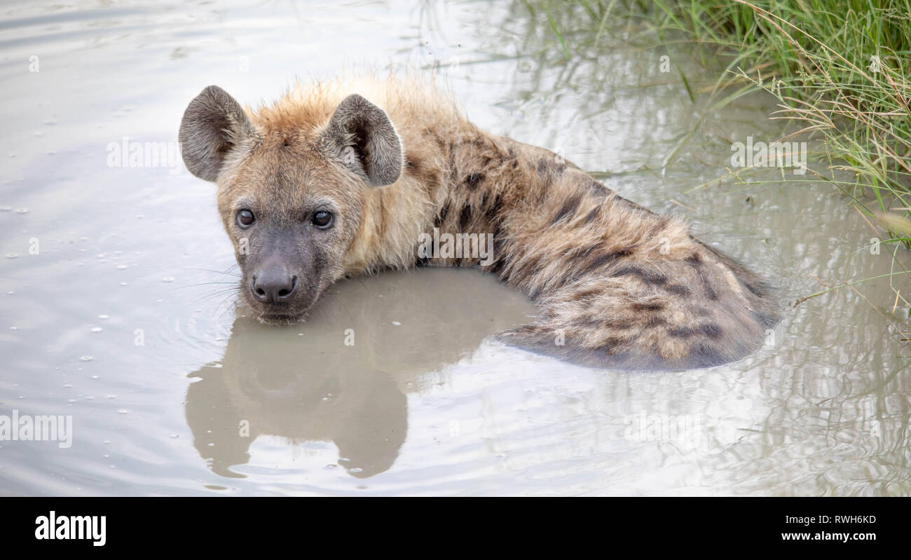 Hyena resting in water hi-res stock photography and images - Alamy