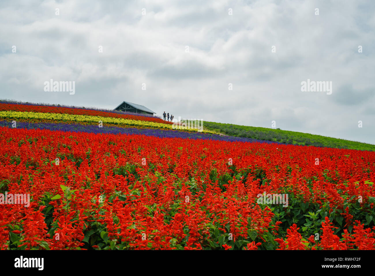 Many different color flowers blossom in a leisure farm at Hokkaido ...