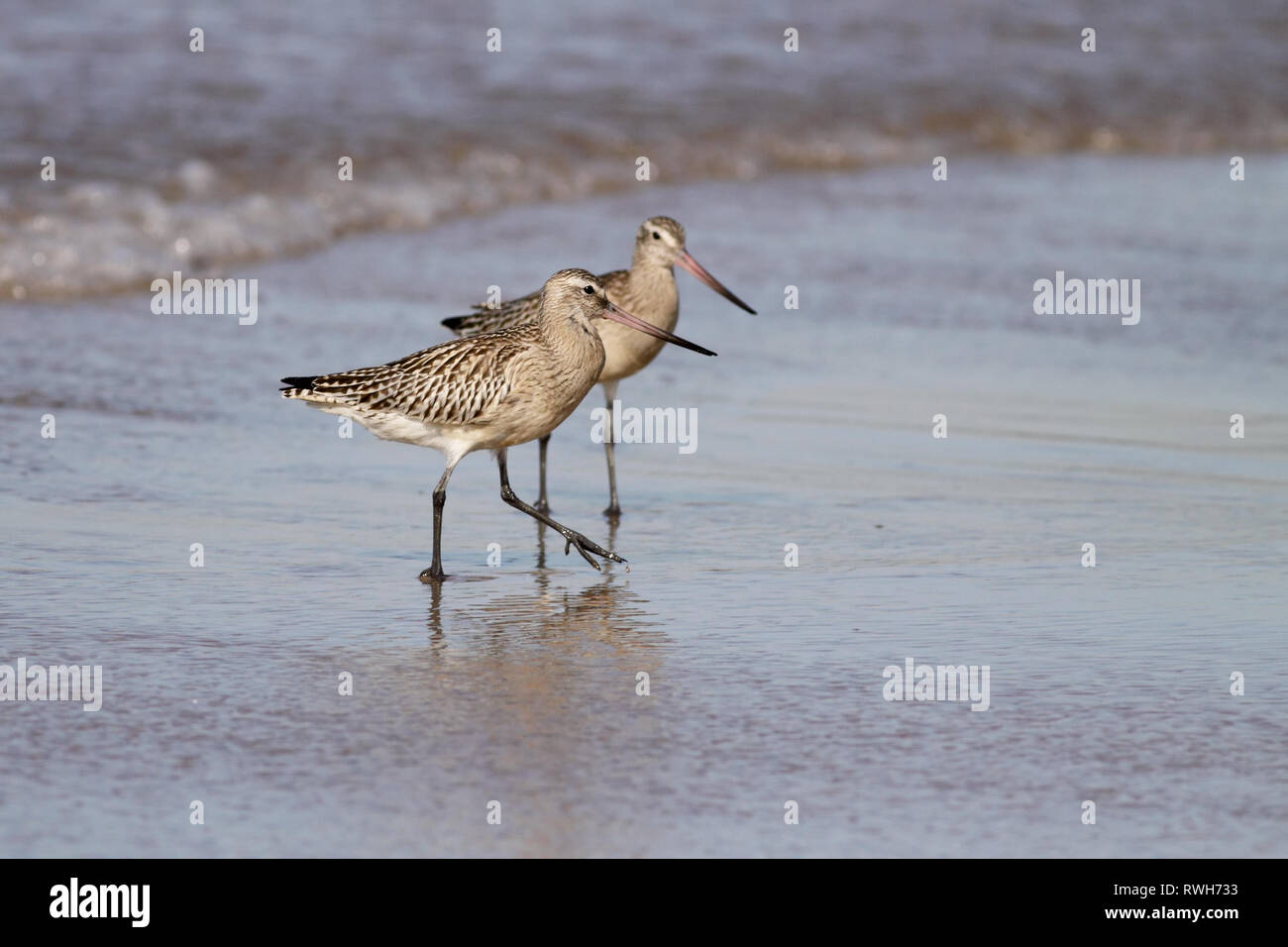 Detailed image of a beautiful sea bird during low tide in a seaside in ...