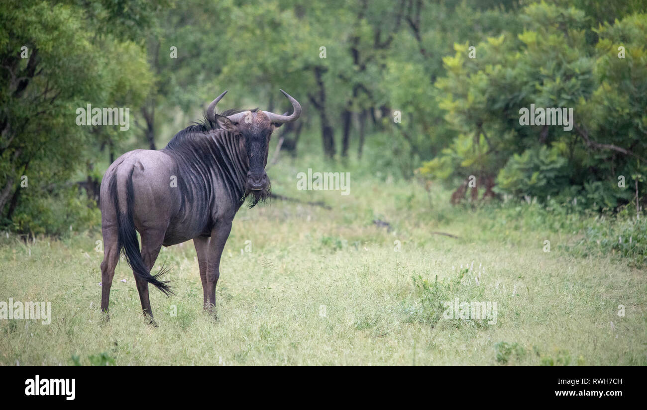 Wildebeest migration safari hi-res stock photography and images - Alamy