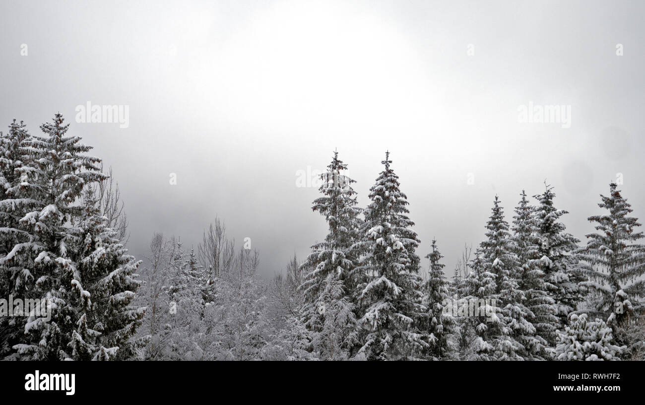Snow covered trees line a pathway in a alpine forest in the valley of ...