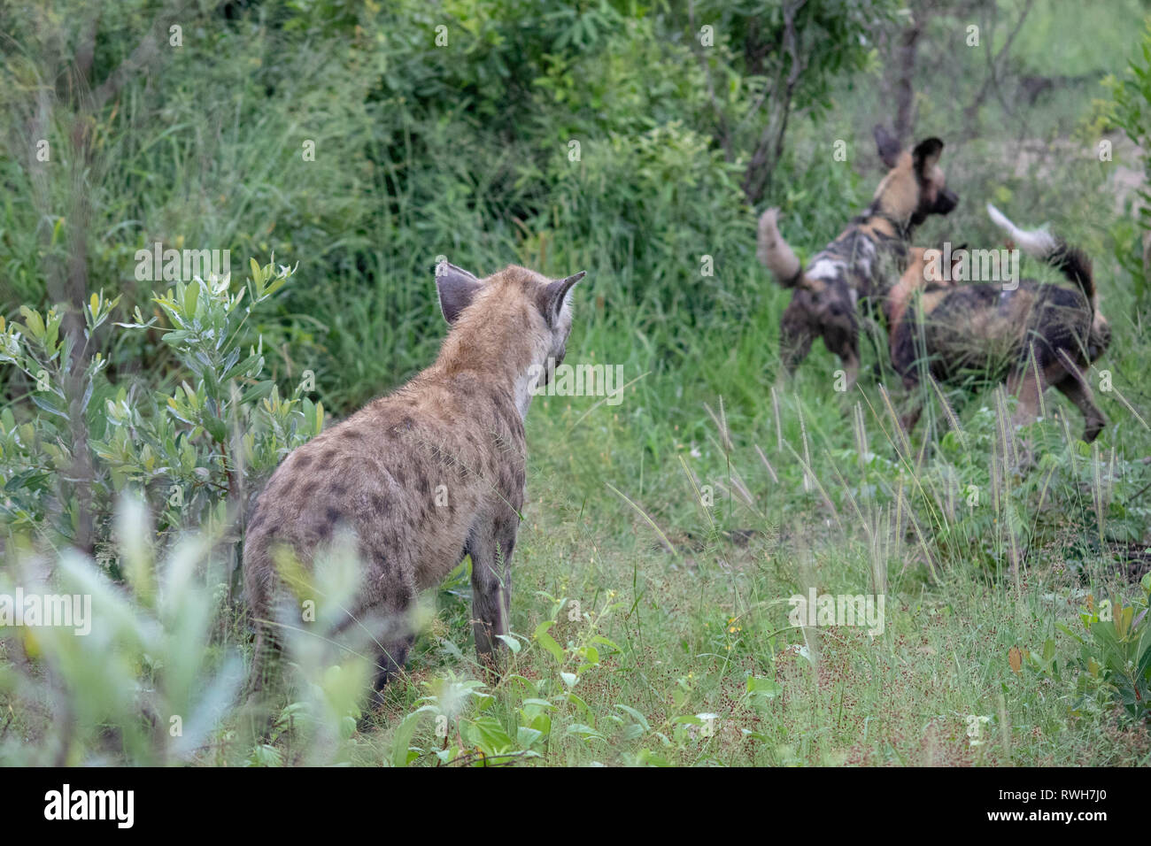 Hyena In Blood High Resolution Stock Photography and Images - Alamy